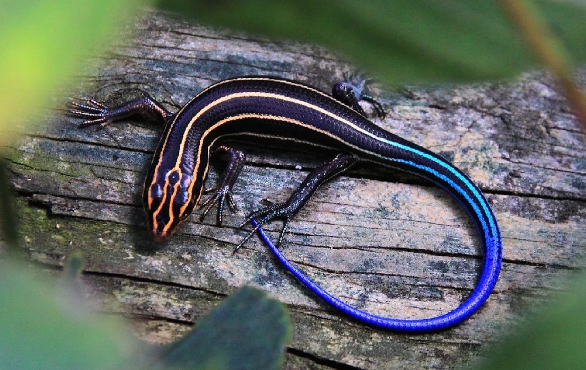 Creatures along Japan's Kumano Kodo Trail | Raw Travel