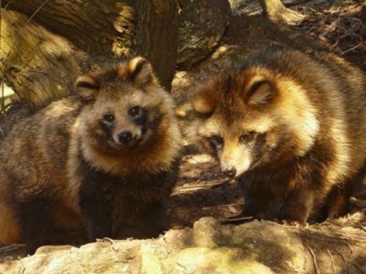 Creatures along Japan's Kumano Kodo Trail | Raw Travel